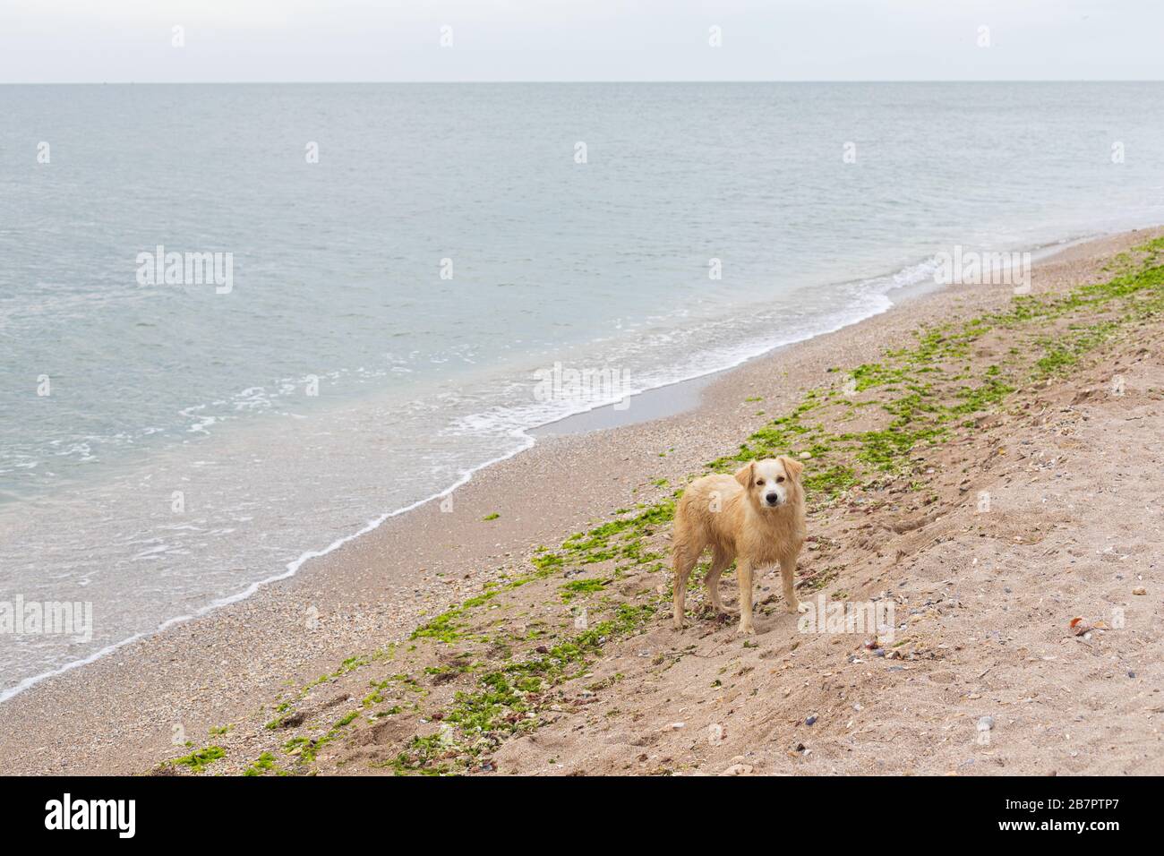 Lonely dog relaxing at the seaside, lying on sand at the beach Stock ...