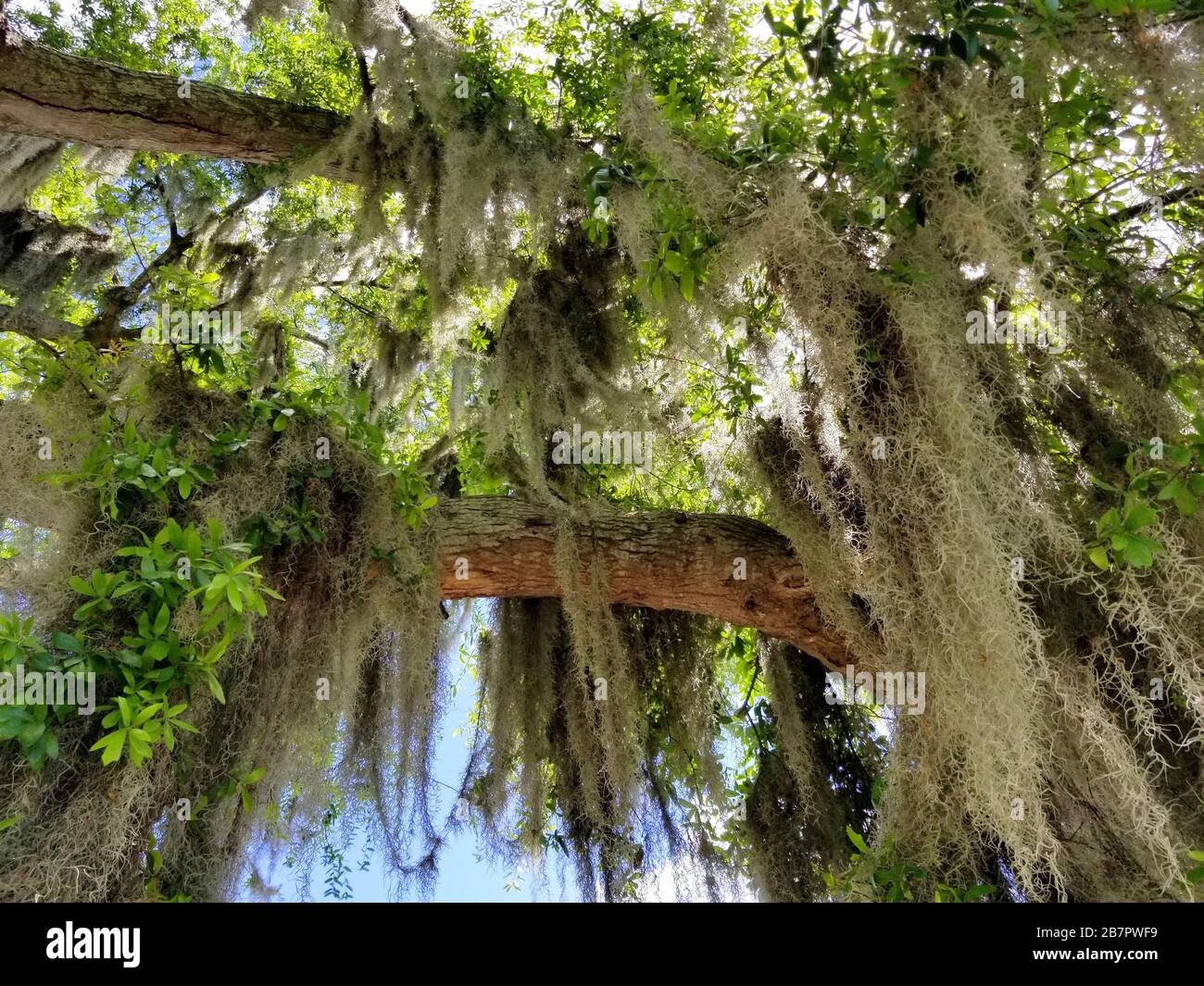 An oak tree with hanging moss near Heritage Park, Winter Haven, Florida ...