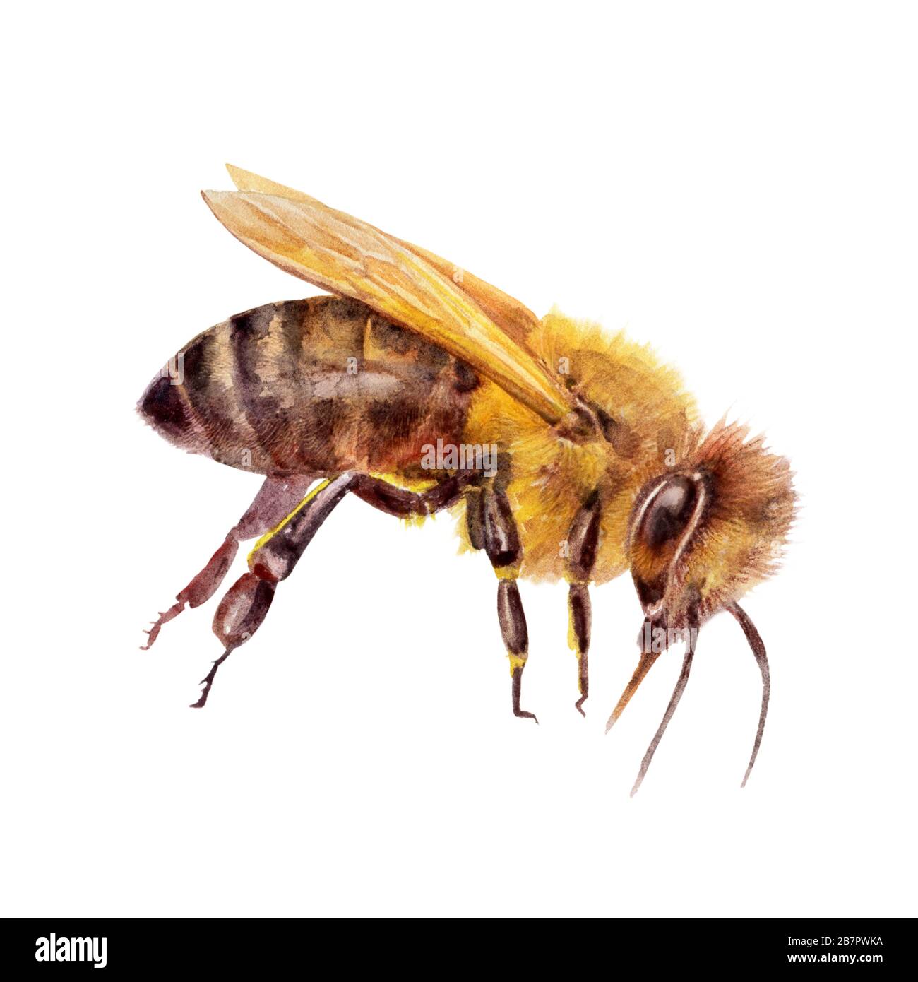 Honey bee watercolor isolated on white background Stock Photo - Alamy