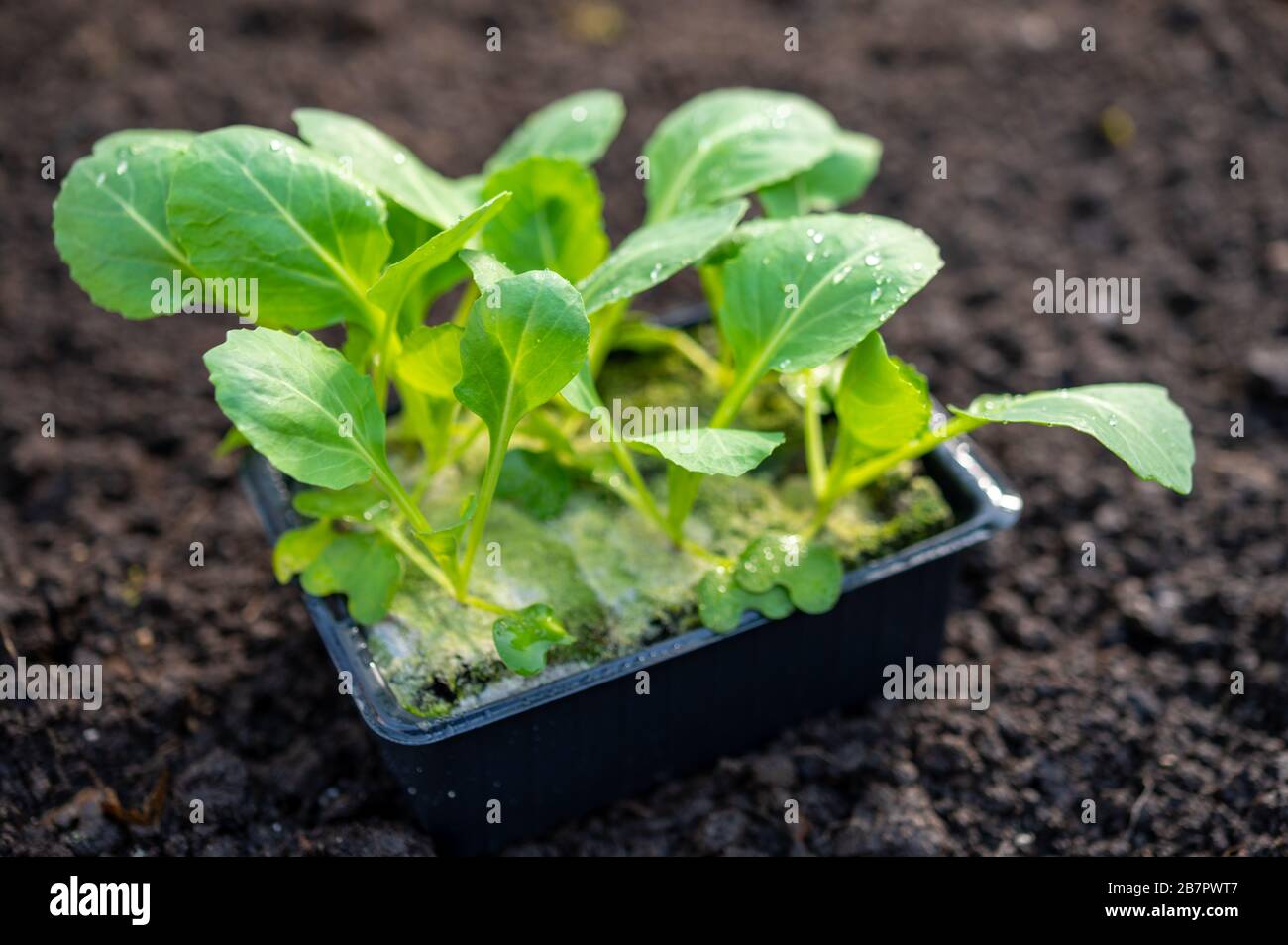 Spring in organic vegetable garden, young cabbage plant ready for ...