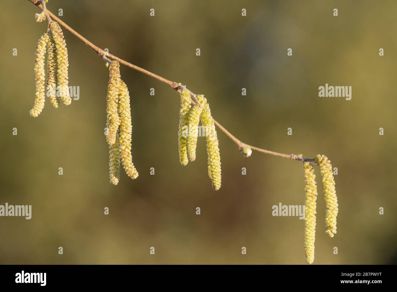 Mature male catkins on a Hazel tree (corylus avellana Stock Photo - Alamy