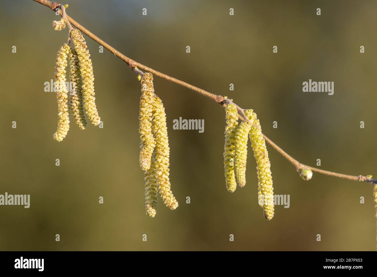 Mature male catkins on a Hazel tree (corylus avellana Stock Photo - Alamy
