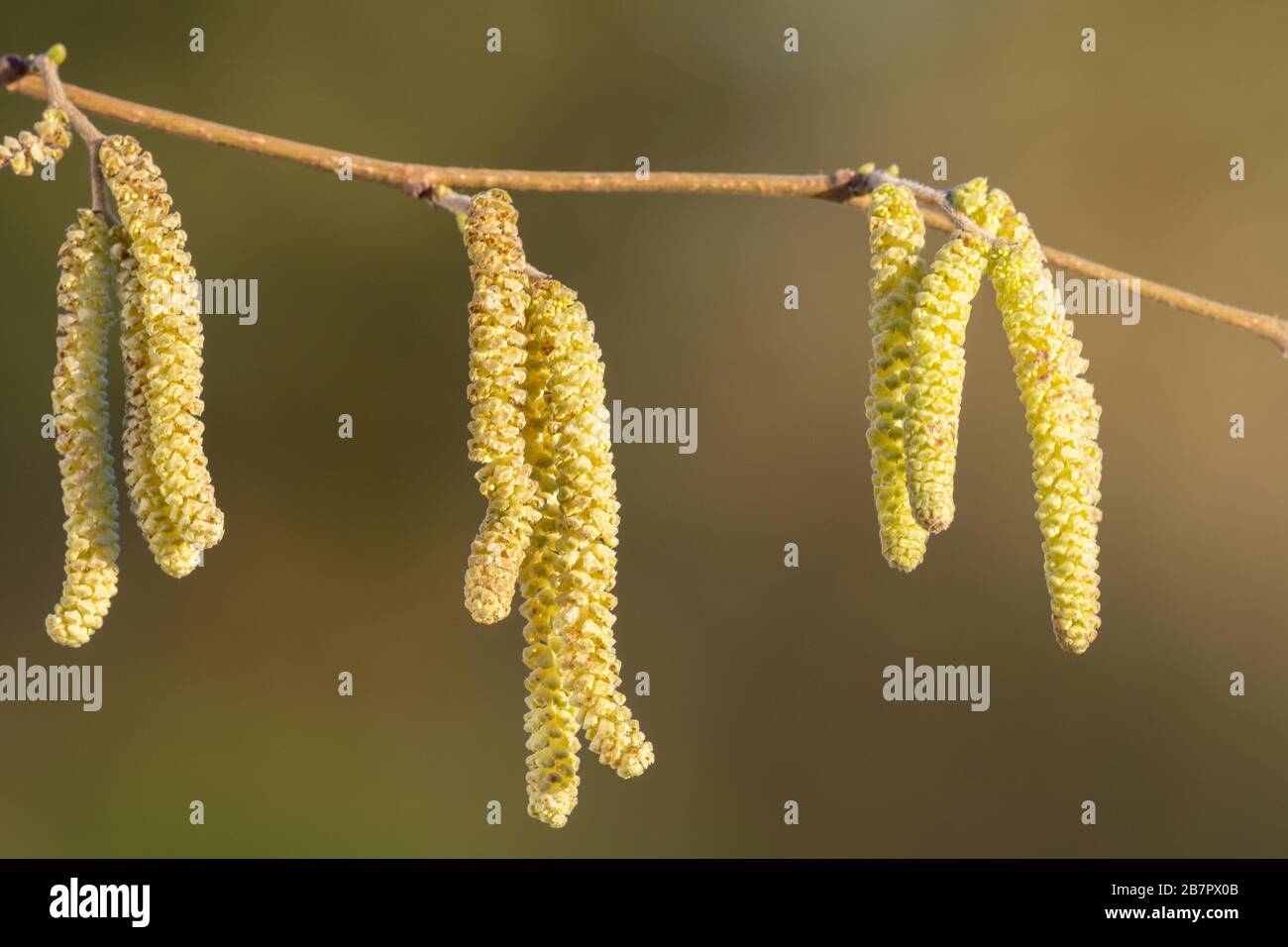Mature male catkins on a Hazel tree (corylus avellana Stock Photo - Alamy