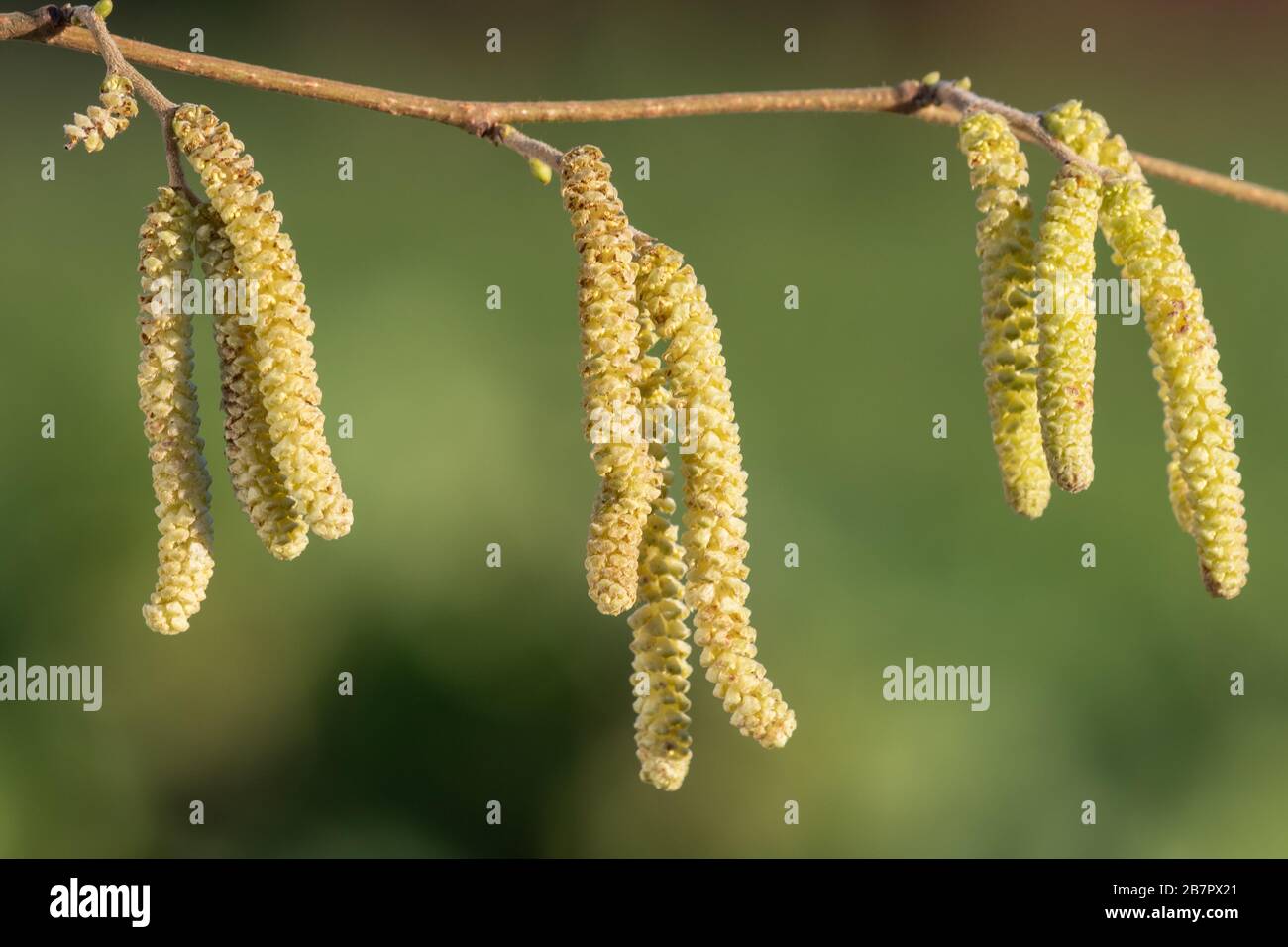 Mature male catkins on a Hazel tree (corylus avellana Stock Photo - Alamy