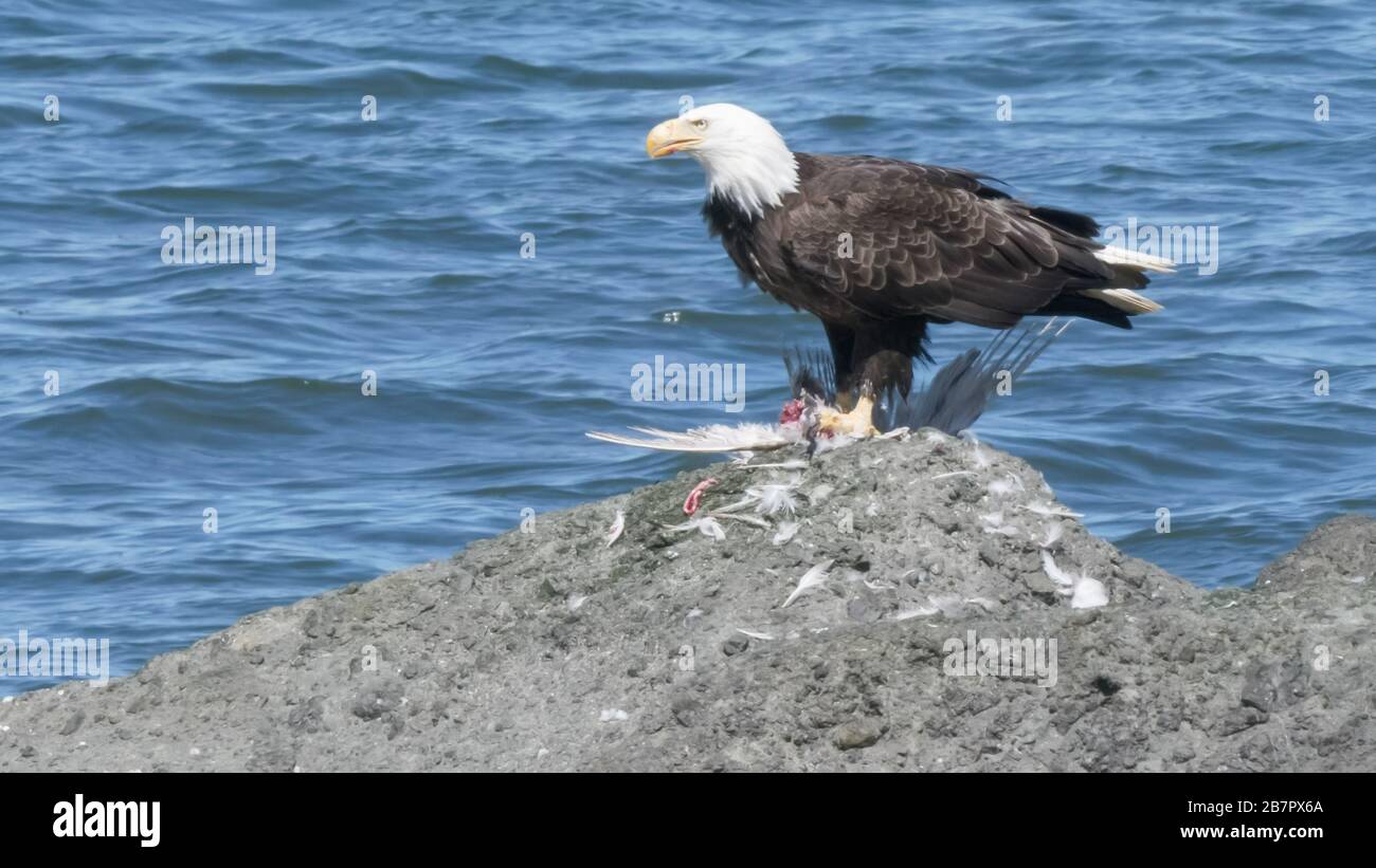a bald eagle feeding on a dead bird at neah bay Stock Photo - Alamy