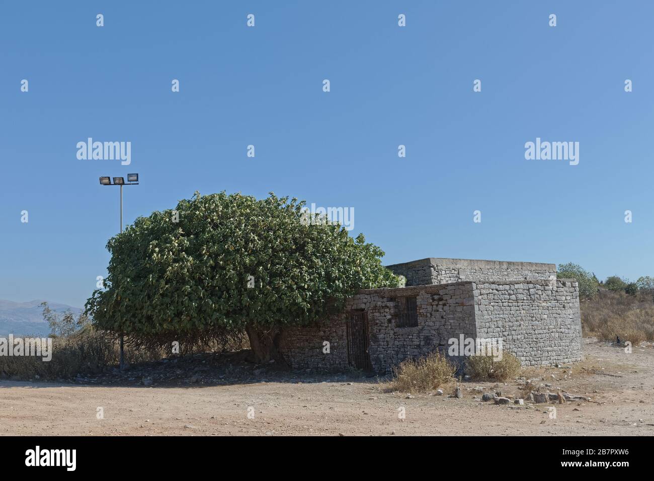 Fig tree on a hill above Sarande city in Albania Stock Photo - Alamy