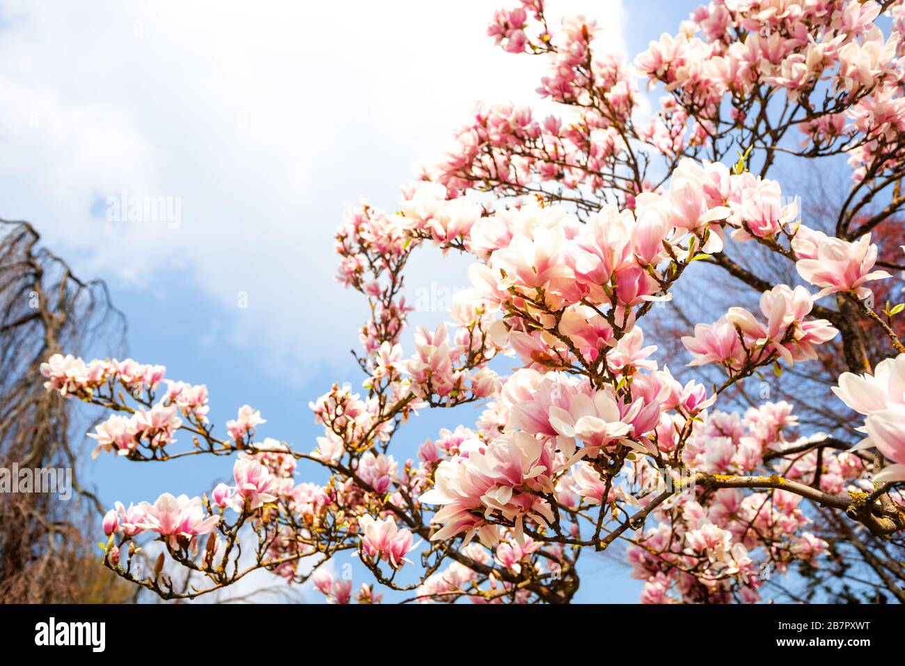 Flowers in spring germany hi-res stock photography and images - Alamy
