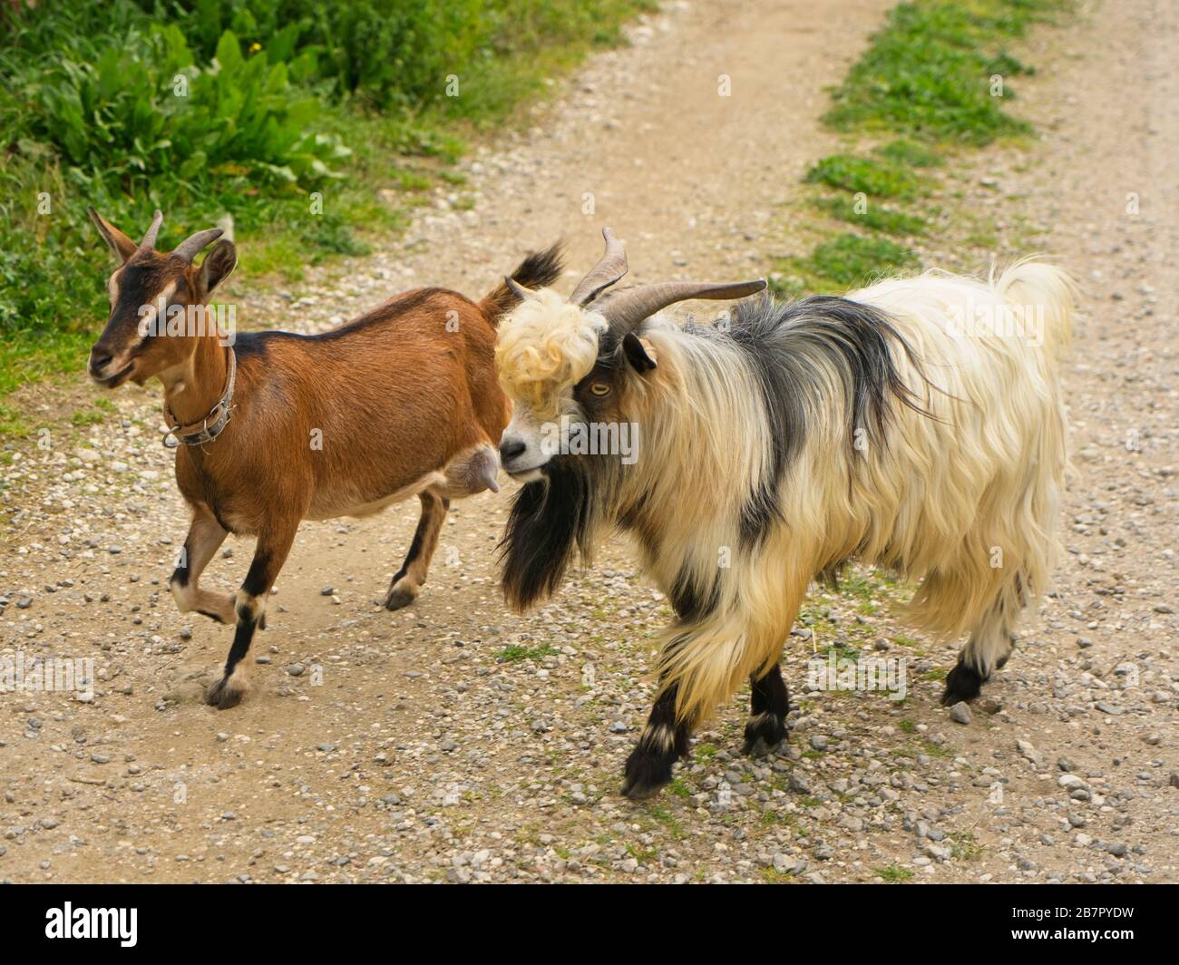Rural rome sheep hi-res stock photography and images - Alamy