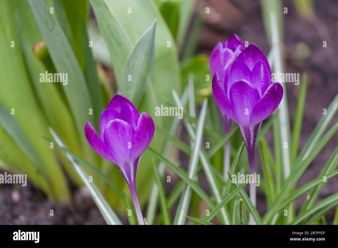 Blooming purple flowers in hi-res stock photography and images - Alamy