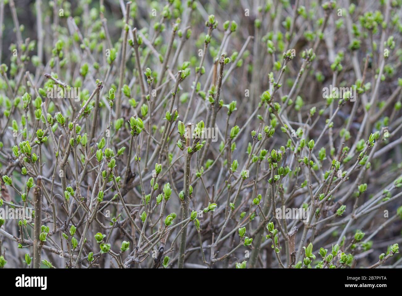 Young small tree in spring with first leaves hi-res stock photography ...