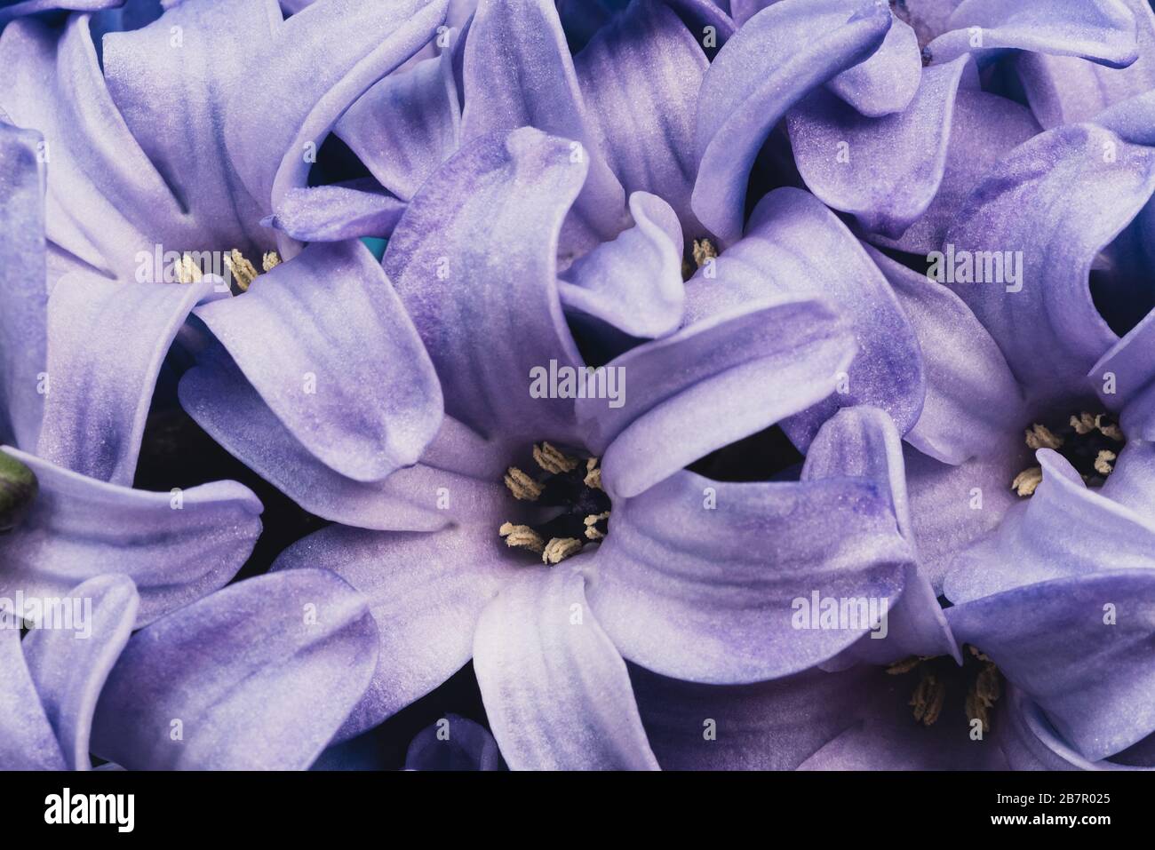 Macro closeup view of Hyacinth Violet Spring flowers. perfume of ...