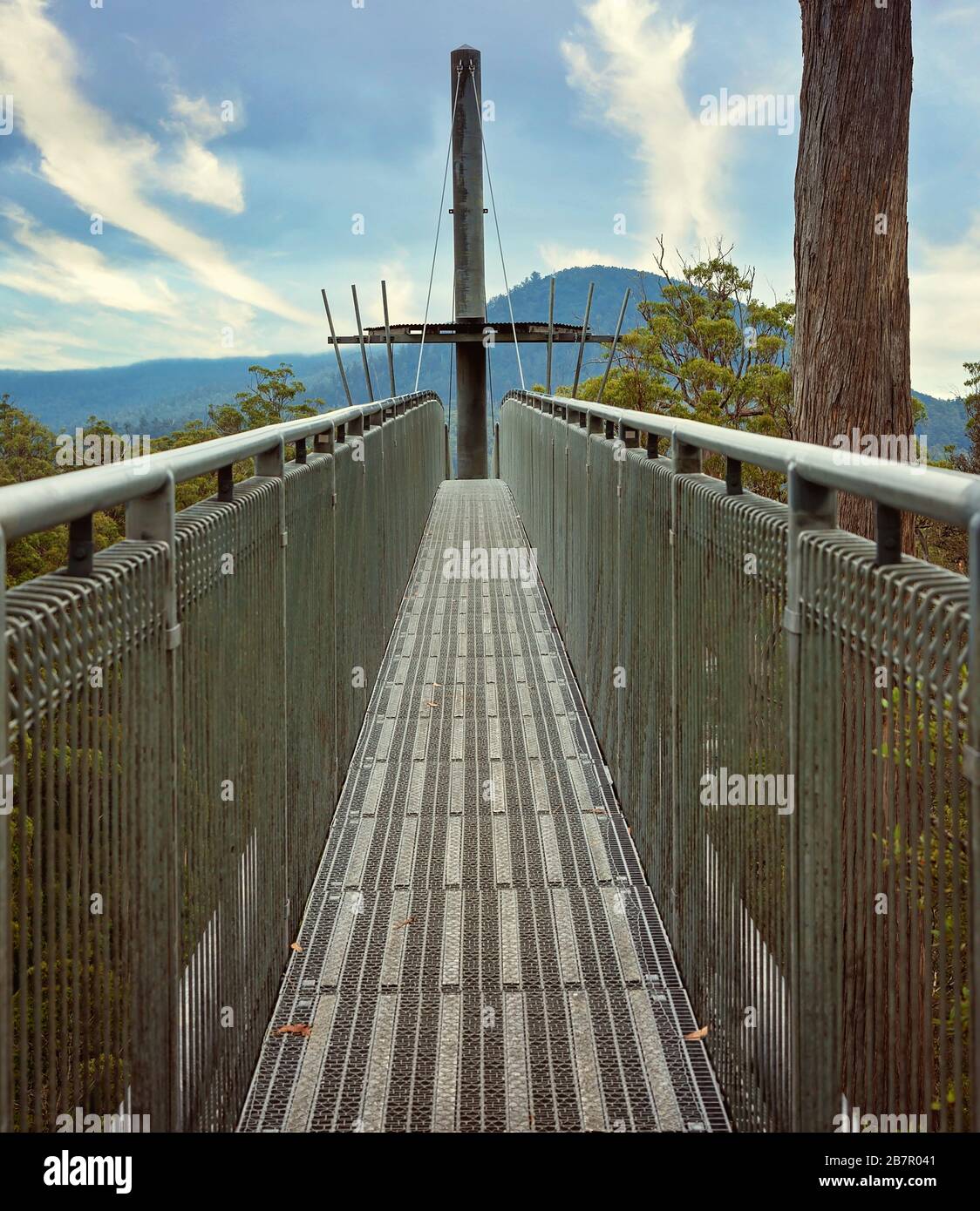 A steel suspension walkway above the treetops in Tasmania. Cinematic ...