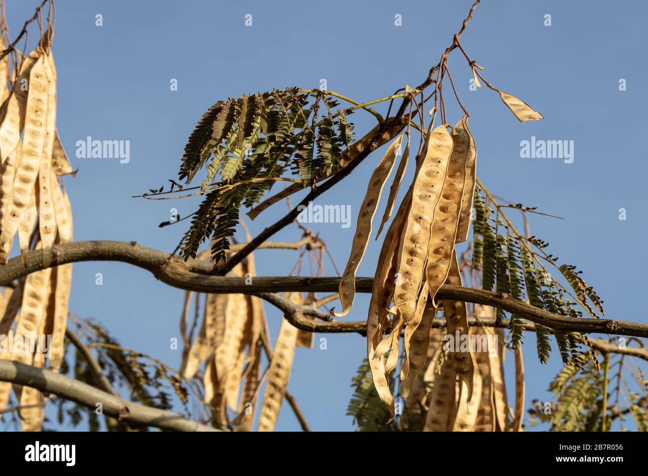 Photo of dried leaves of the Robinia pseudoacacia tree. Blue sky in the ...