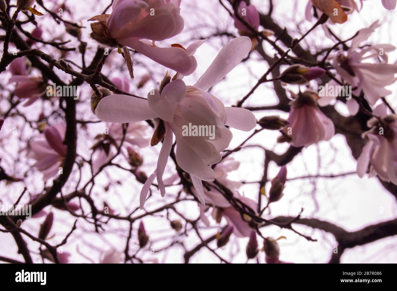 Petals by tree hi-res stock photography and images - Alamy