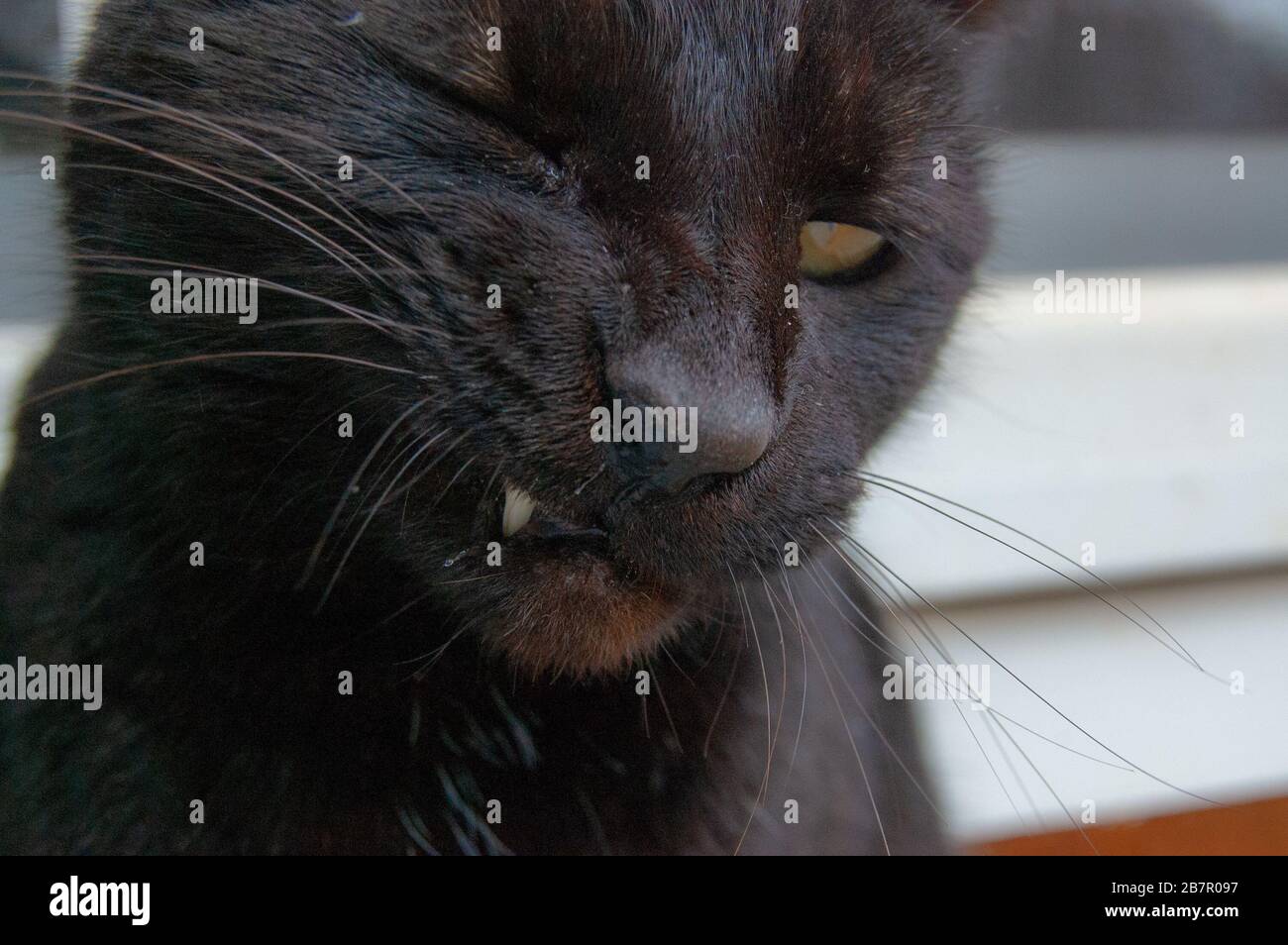 Snarling cat hi-res stock photography and images - Alamy