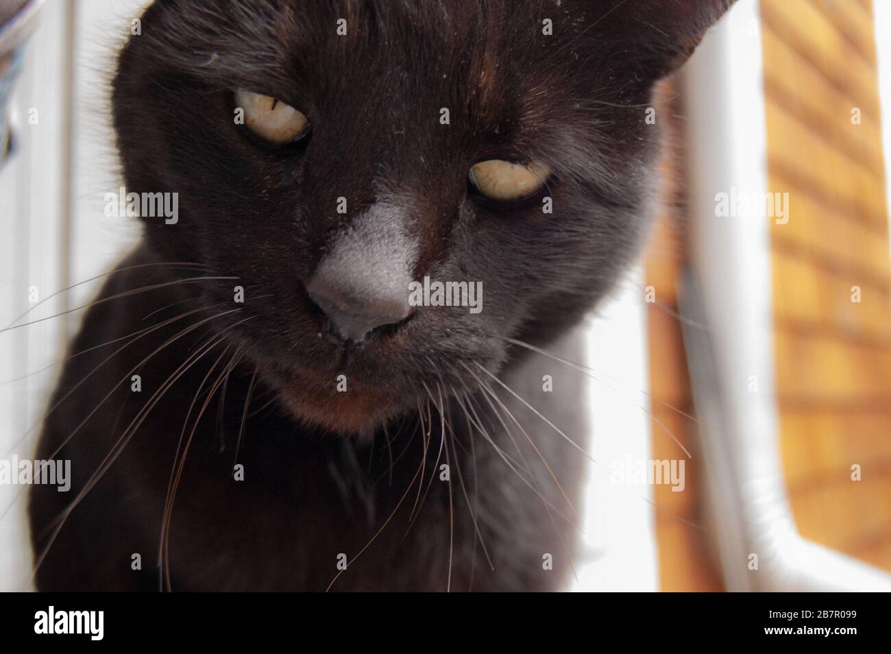 Portrait of black cat Stock Photo - Alamy