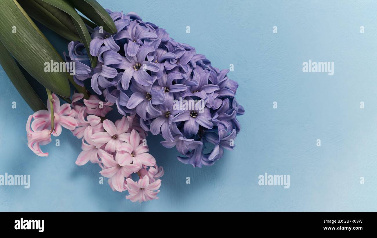 Macro closeup view of Hyacinth purple on blue background. Spring ...