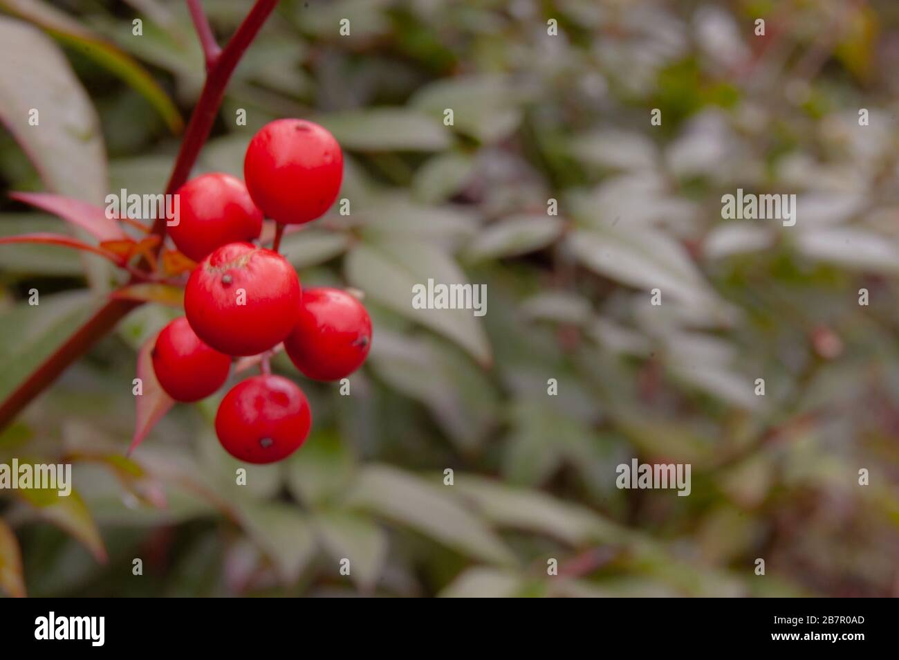 Macro photography fruit hi-res stock photography and images - Alamy