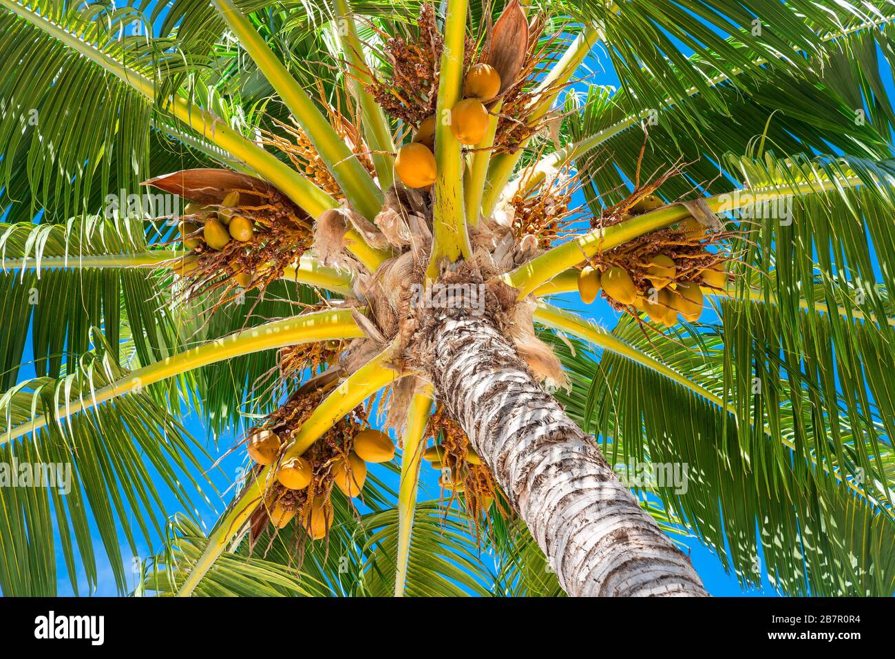 Wood palm tree coconuts hi-res stock photography and images - Alamy