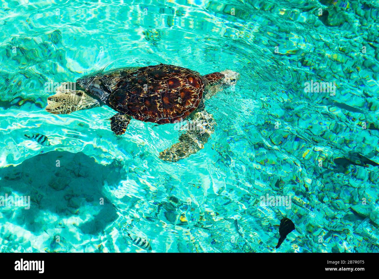 Turtles in the water hi-res stock photography and images - Alamy
