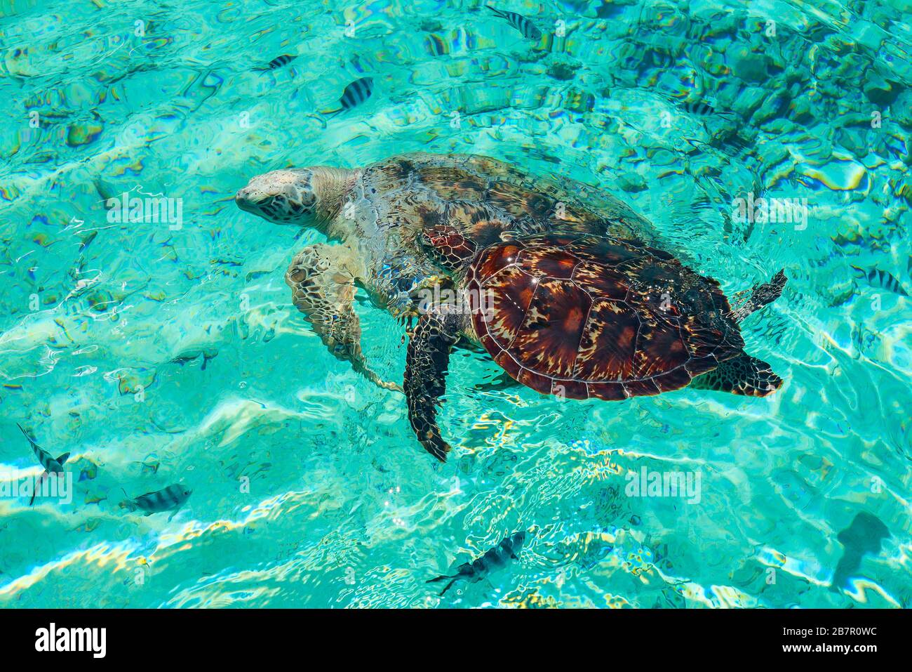 Two swimming turtles hi-res stock photography and images - Alamy