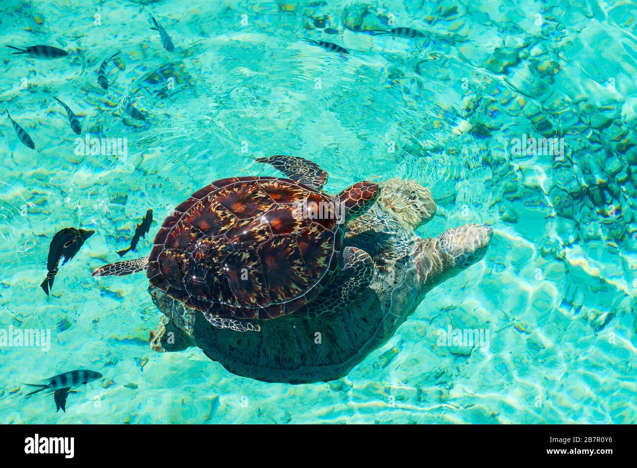 Two turtles in turquoise water Stock Photo - Alamy
