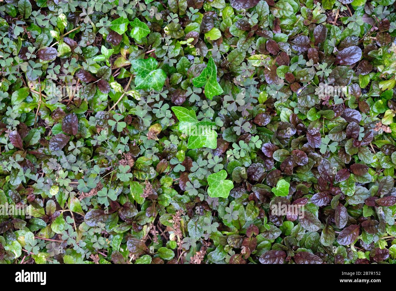 Plants of different shapes and colors top view. Natural green floral ...