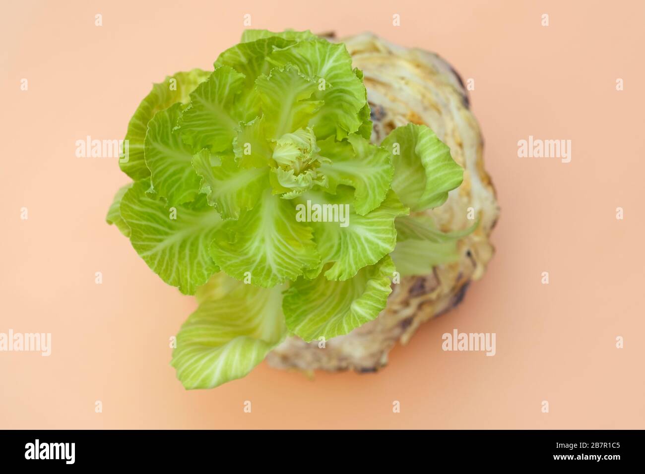 Old head of cabbage from it grows a new sprout top view. Sprouted ...