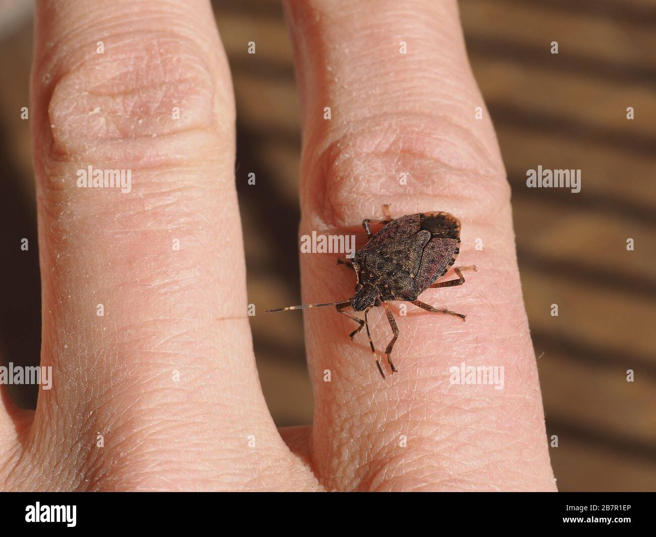 Brown marmorated stink bug (Halyomorpha halys) animal of phylum ...