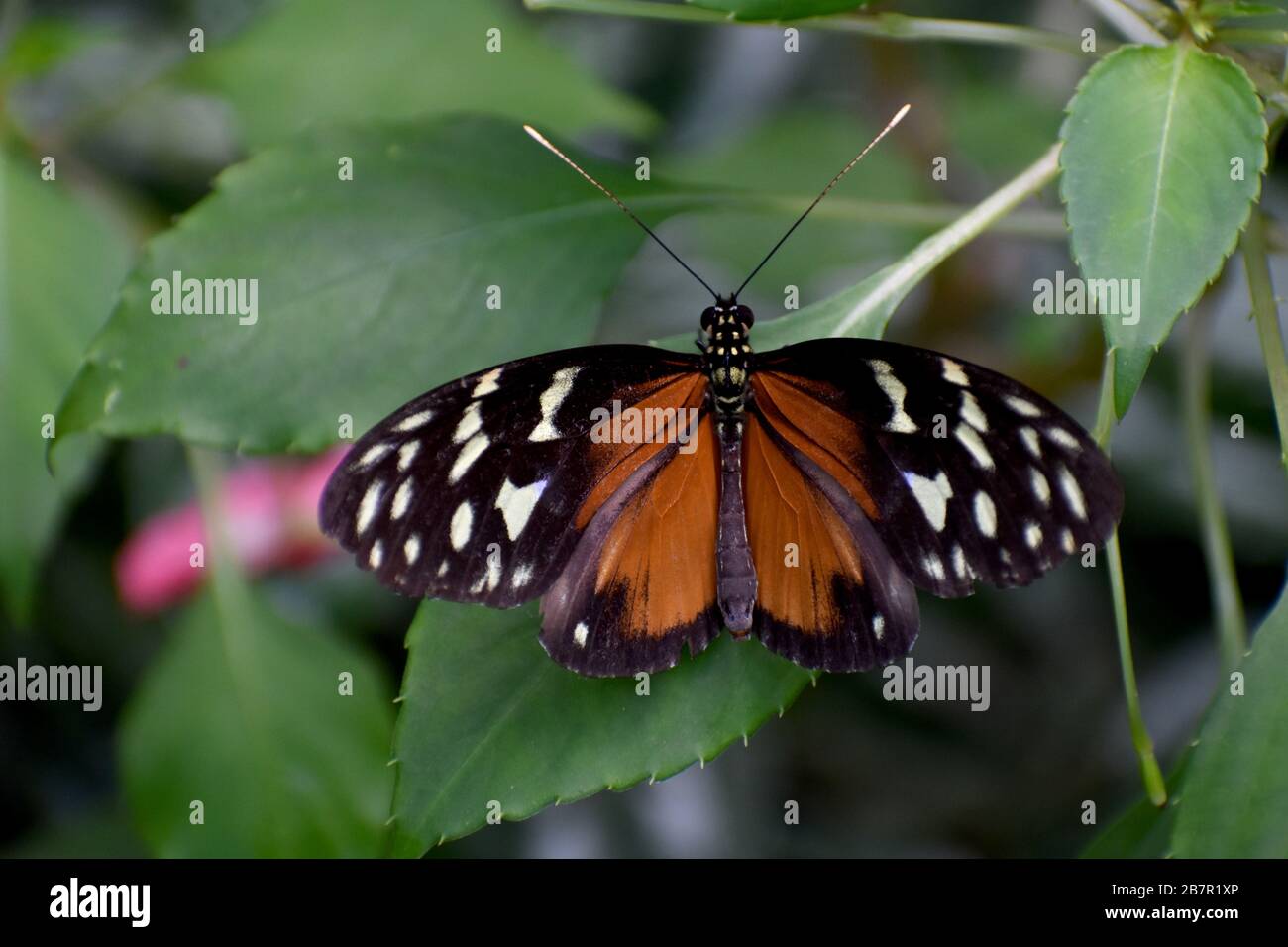 Tiger Longwing Butterfly in a butterfly conservatory, Costa Rica Stock ...
