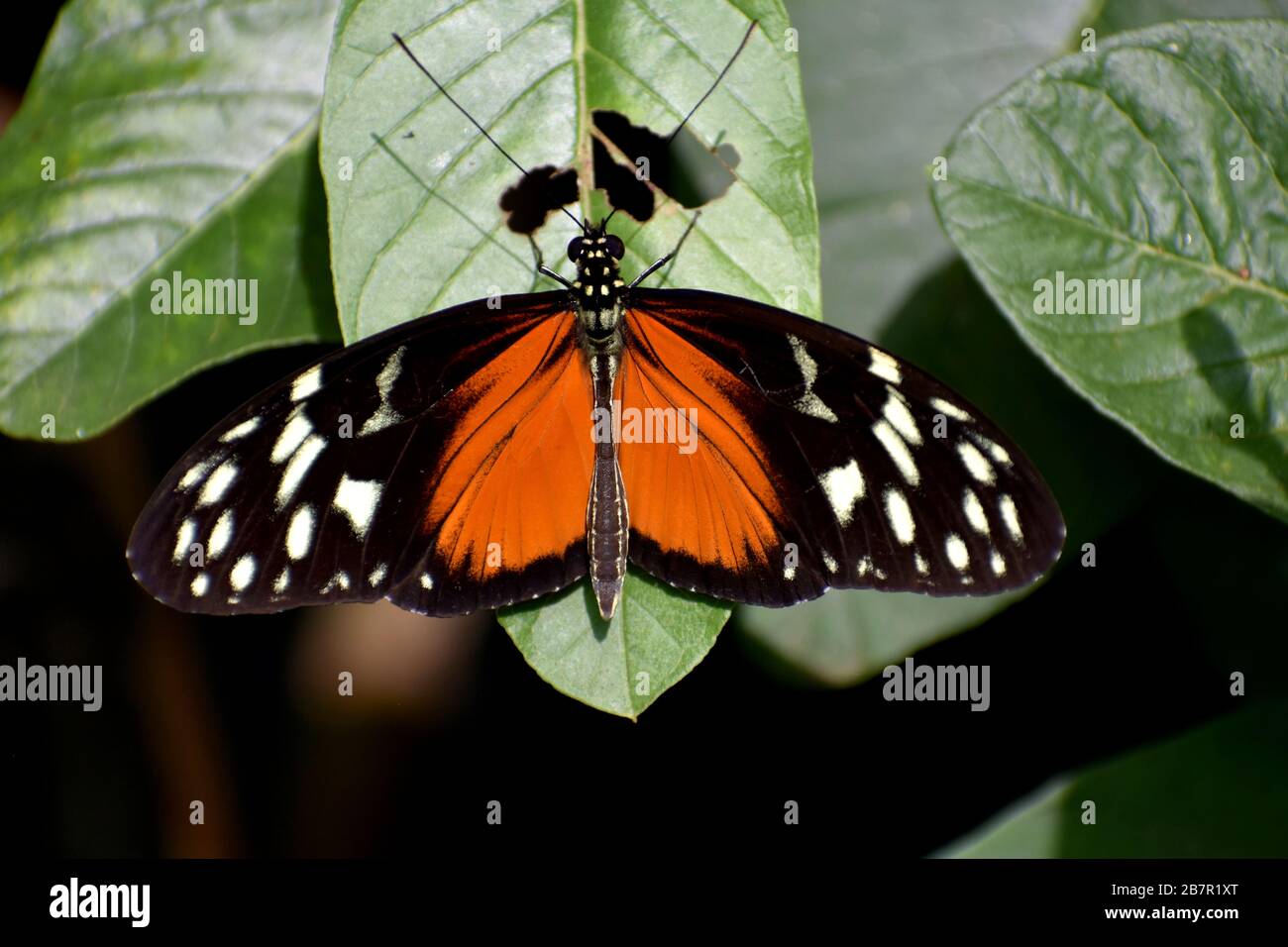Tiger Longwing Butterfly in a butterfly conservatory, Costa Rica Stock ...