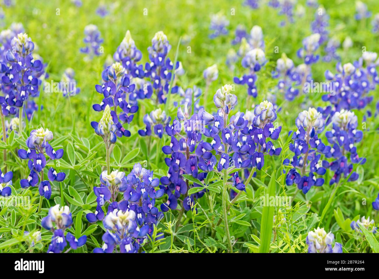 Blue roadside flower hi-res stock photography and images - Alamy
