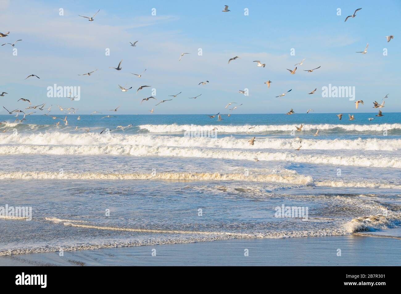 Large Group of Birds Flying Over Ocean Stock Photo - Alamy