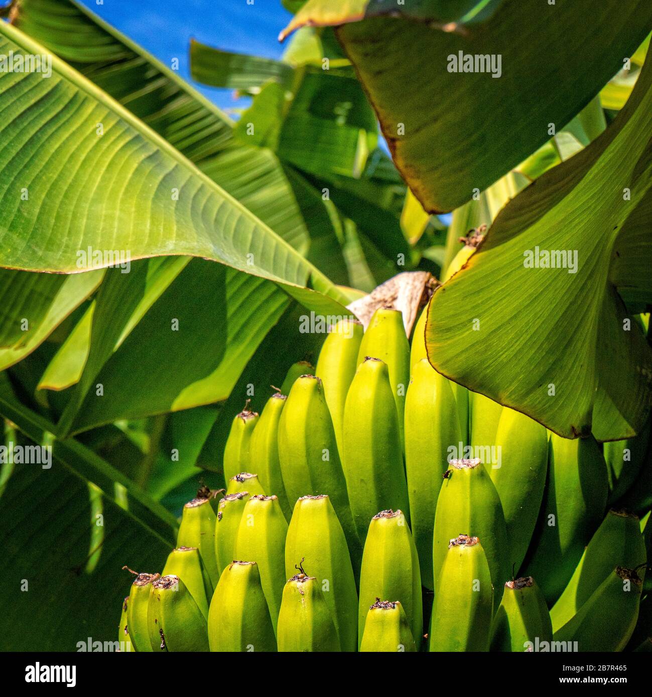 Hand of bananas hi-res stock photography and images - Alamy