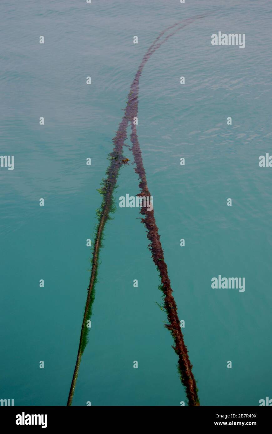 Seaweed deep hi-res stock photography and images - Alamy