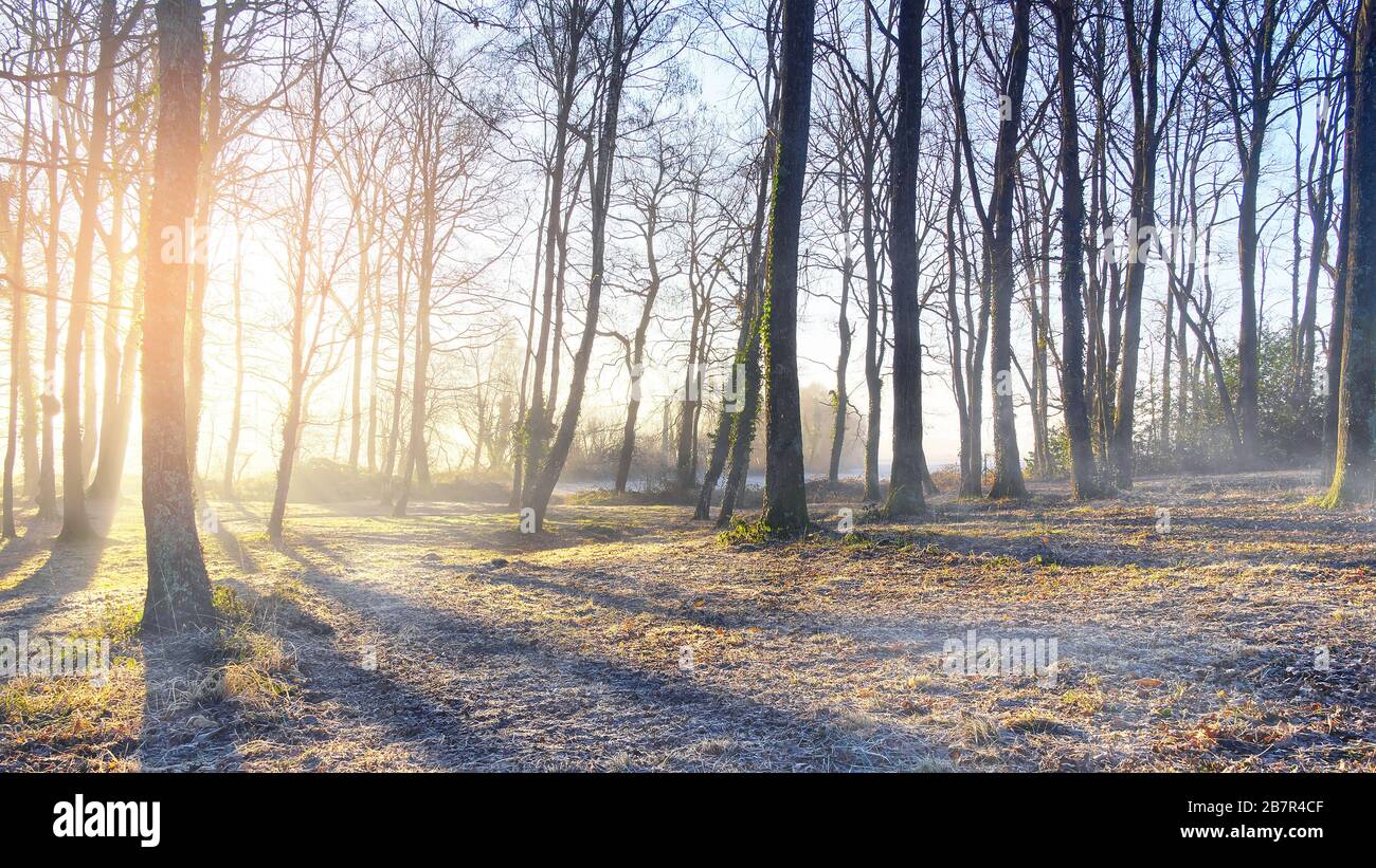 Frozen tree branches in early hi-res stock photography and images - Alamy