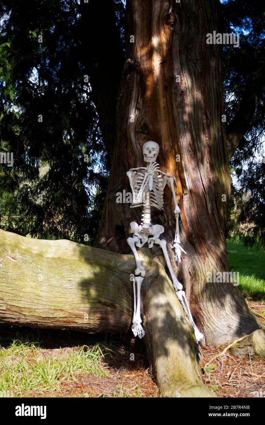 Skeleton Sitting On Bench High Resolution Stock Photography and Images ...
