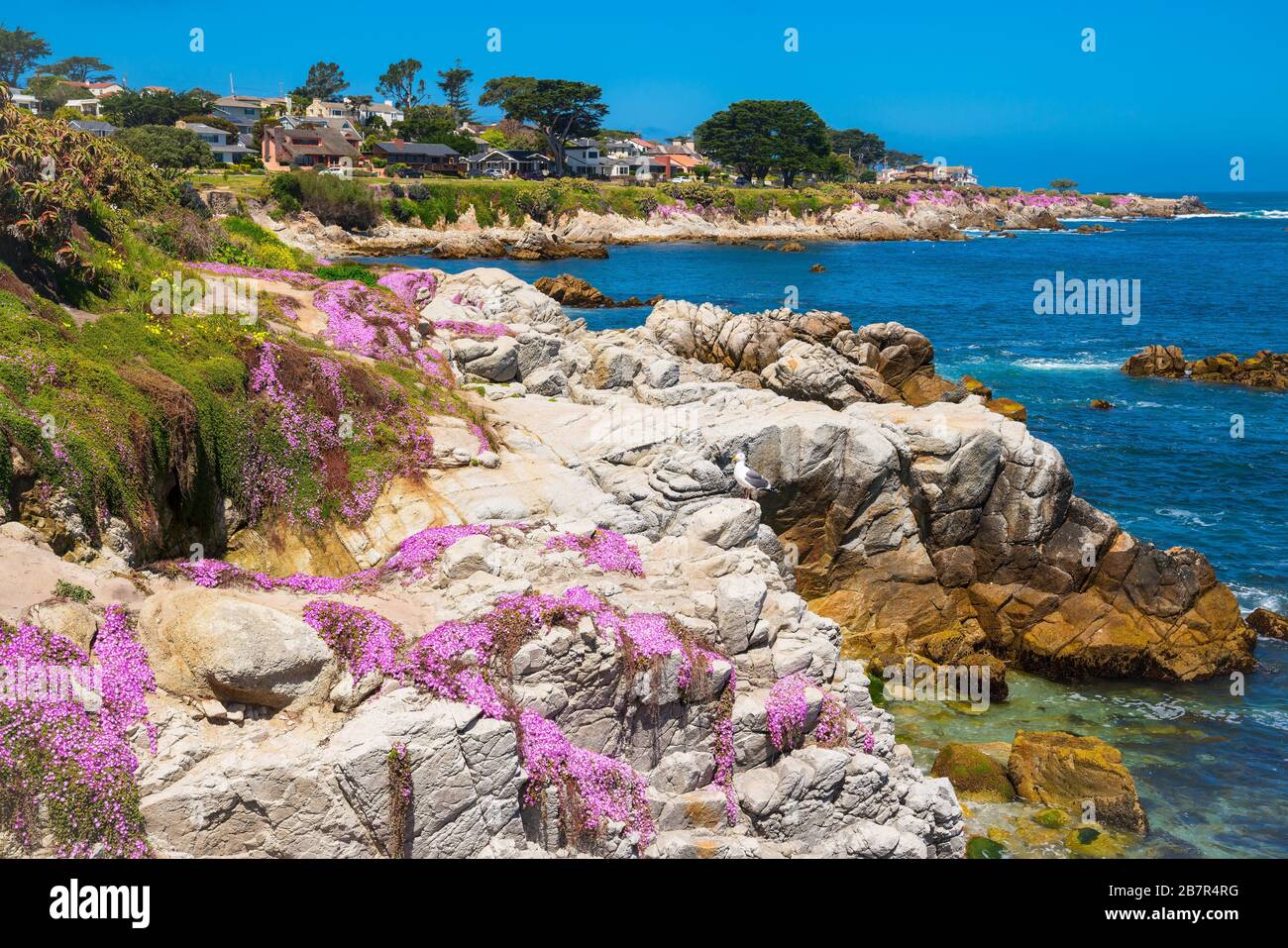 Purple flowers california hi-res stock photography and images - Alamy