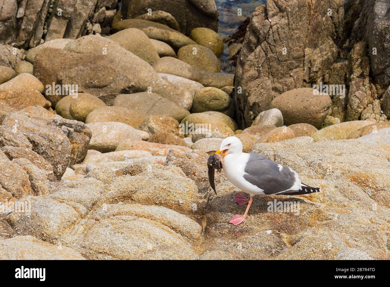 Seagull Eating Fish Head On Beach High Resolution Stock Photography and ...