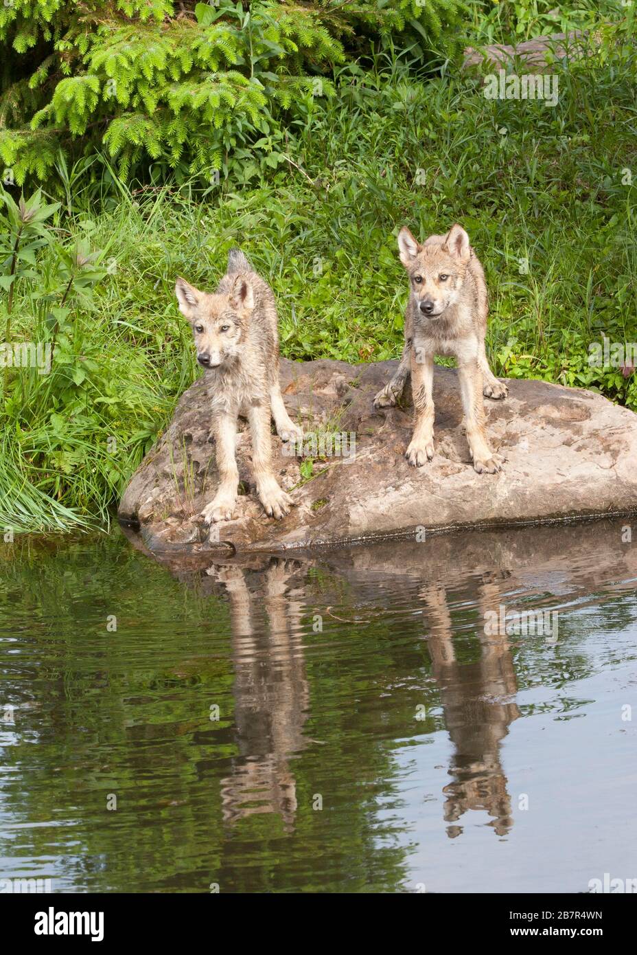 Two Wolf Puppies on a Rock with Reflections in a Quiet Lake Stock Photo ...