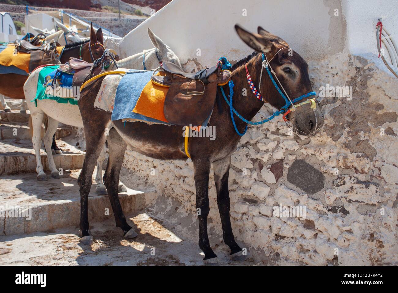 Donkey rider hi-res stock photography and images - Alamy