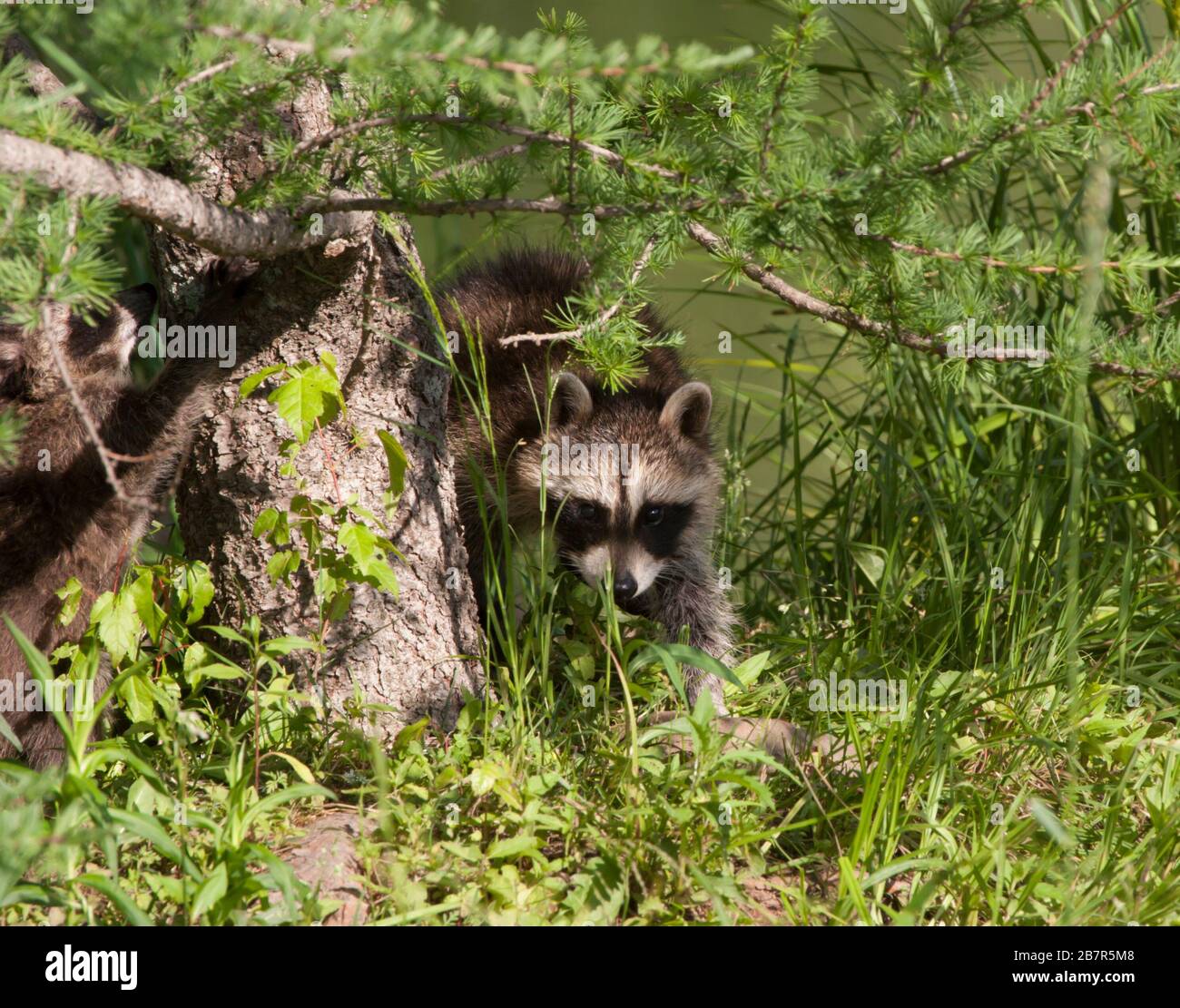Young Raccoon Exploring its Habitat Stock Photo - Alamy