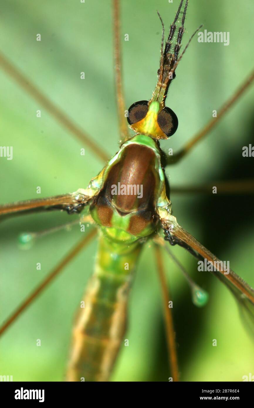 Green crane fly (Leptotarsus virescens) on kawakawa leaf Stock Photo ...