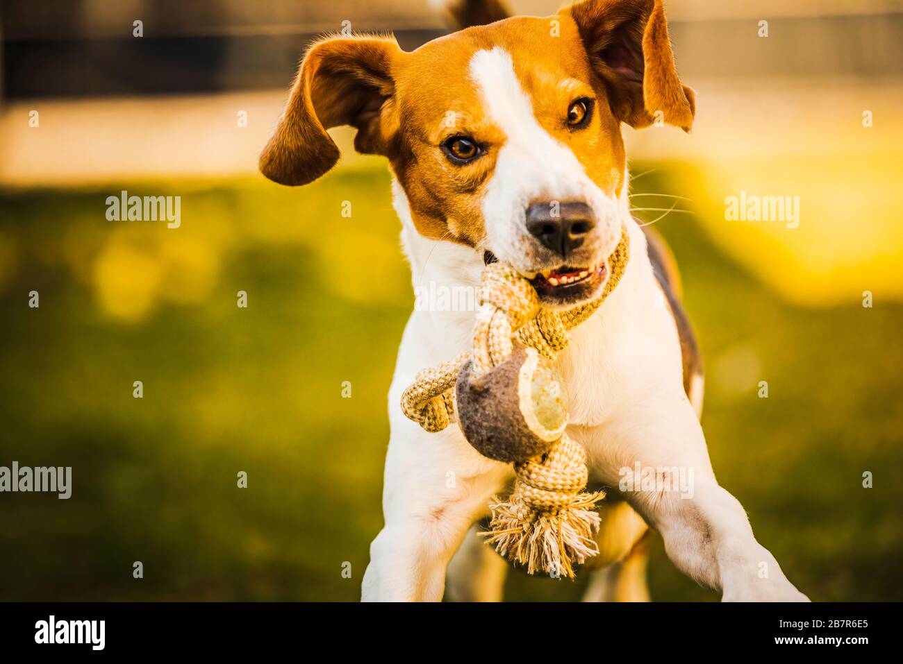 Happy beagle dog in backyard runs and hops jocularly with the toy ...