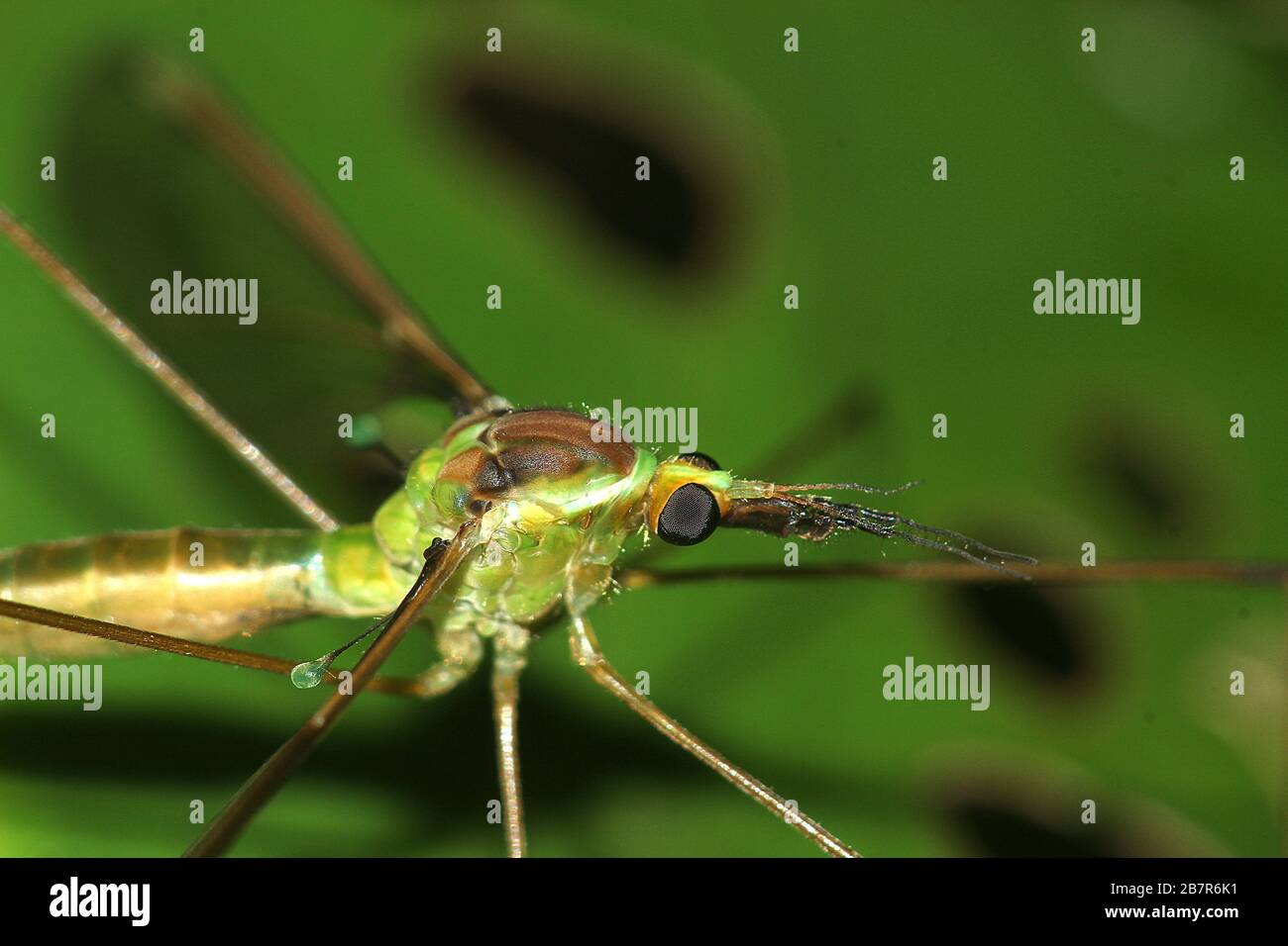 Green crane fly (Leptotarsus virescens) on kawakawa leaf Stock Photo ...