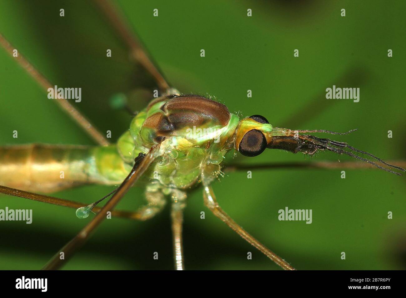 Cranefly crane fly head hi-res stock photography and images - Alamy