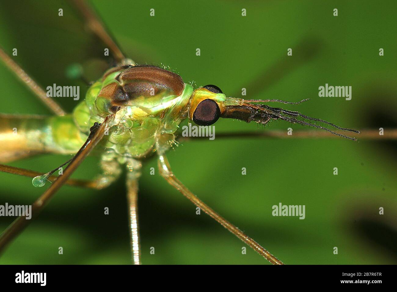 Halteres insect hi-res stock photography and images - Alamy