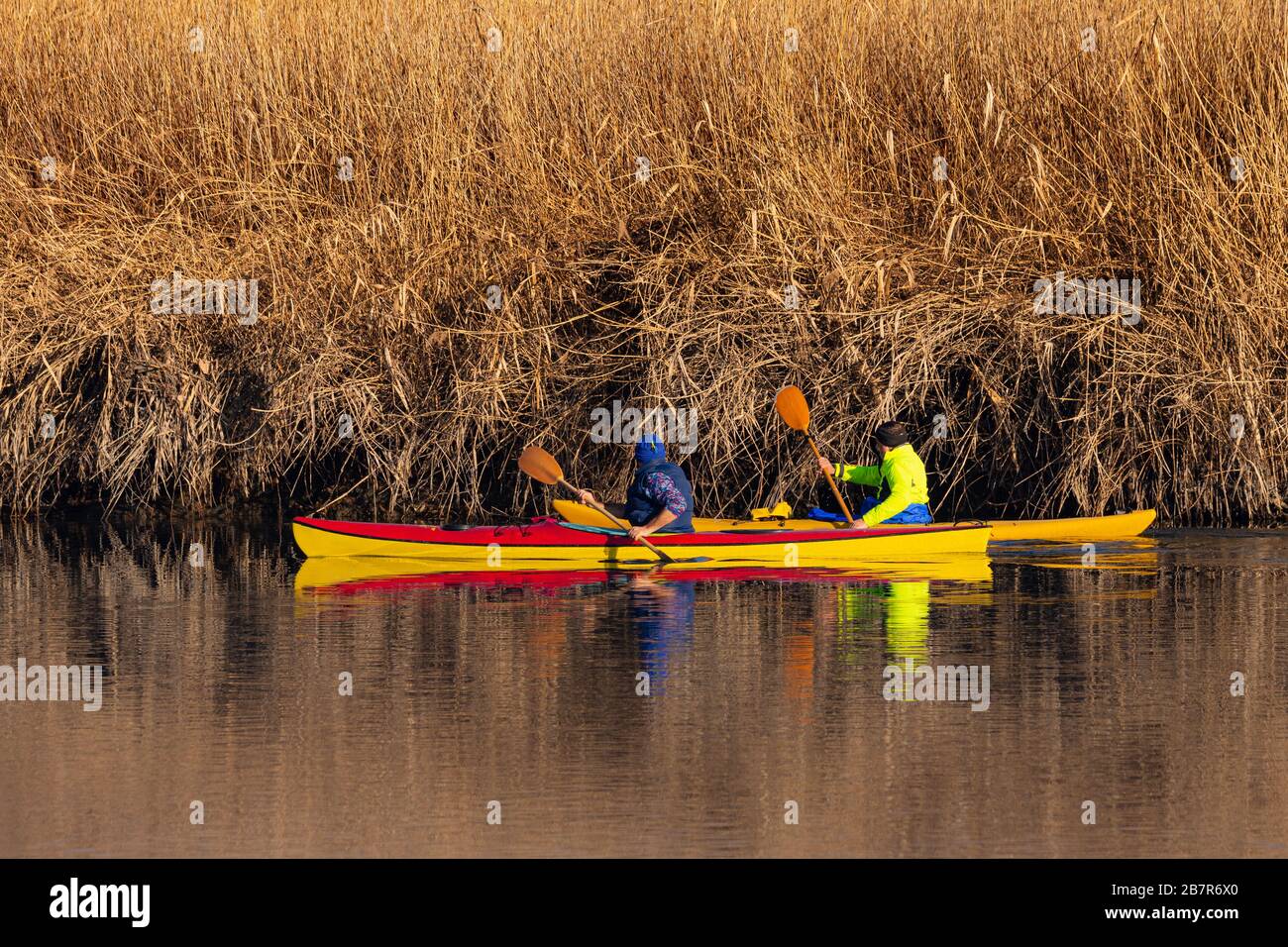 Two rowers sail on the river on an autumn morning Stock Photo - Alamy