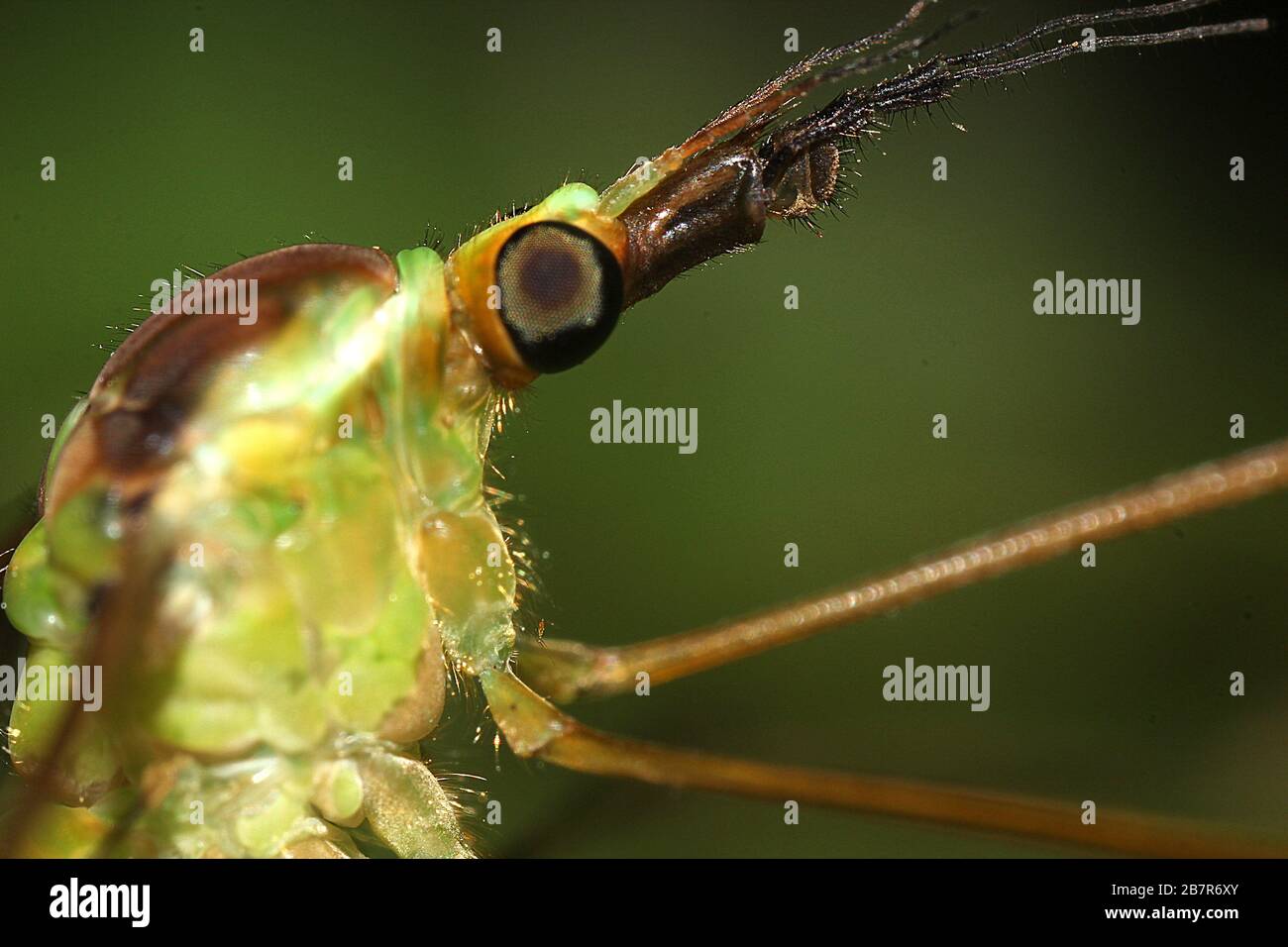 Green crane fly (Leptotarsus virescens) on kawakawa leaf Stock Photo ...