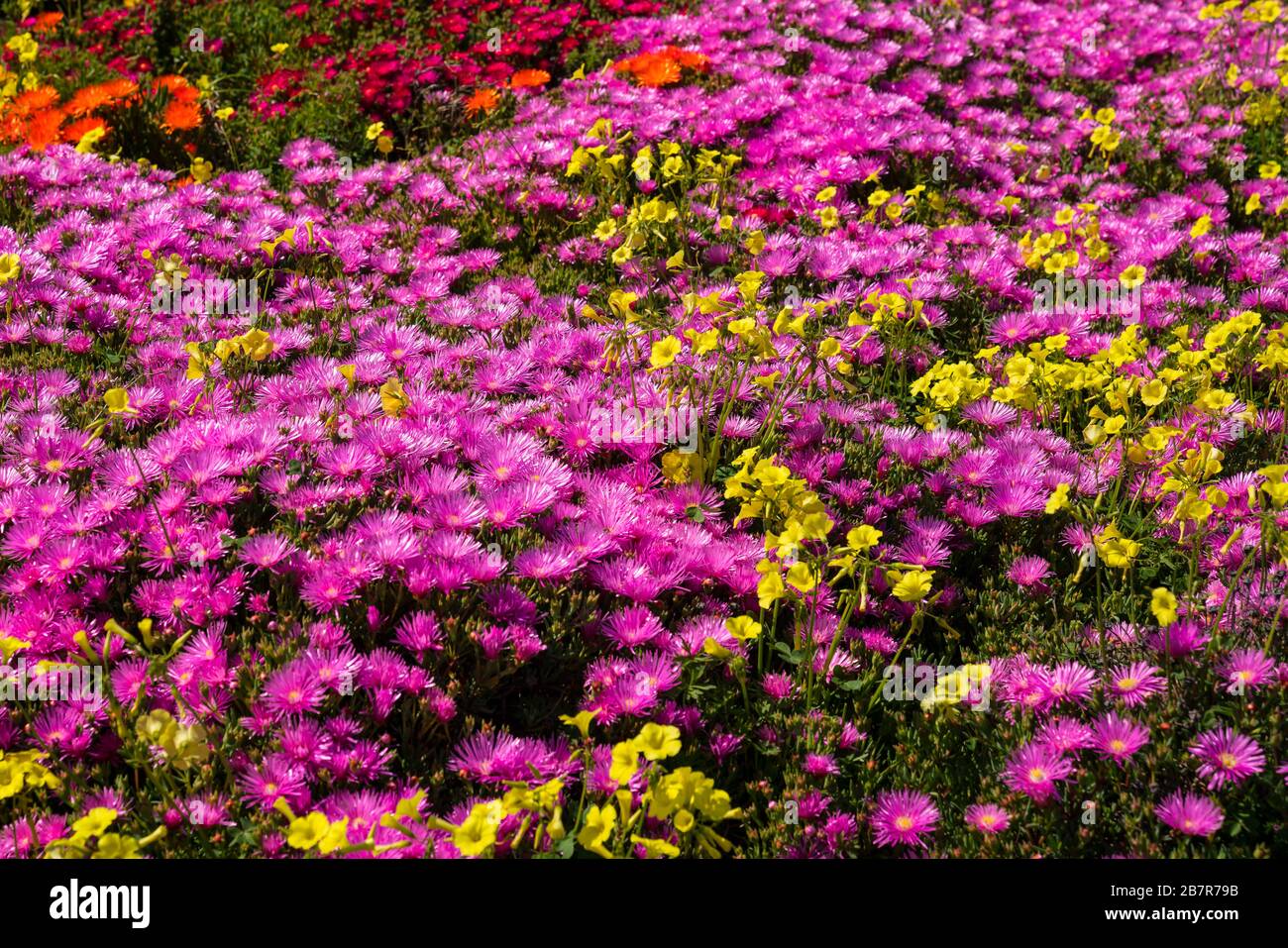 Spring wild flowers hi-res stock photography and images - Alamy